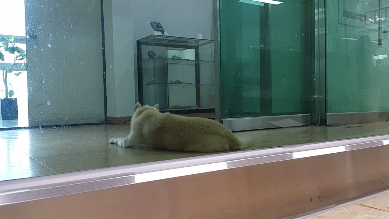 자다 일어나서 정신 못 차리는 공장 진돗개한테 바로 육포 간식을 들이 밀었더니 ㅣ 과연 본능이 이성을 앞설까 Youtube