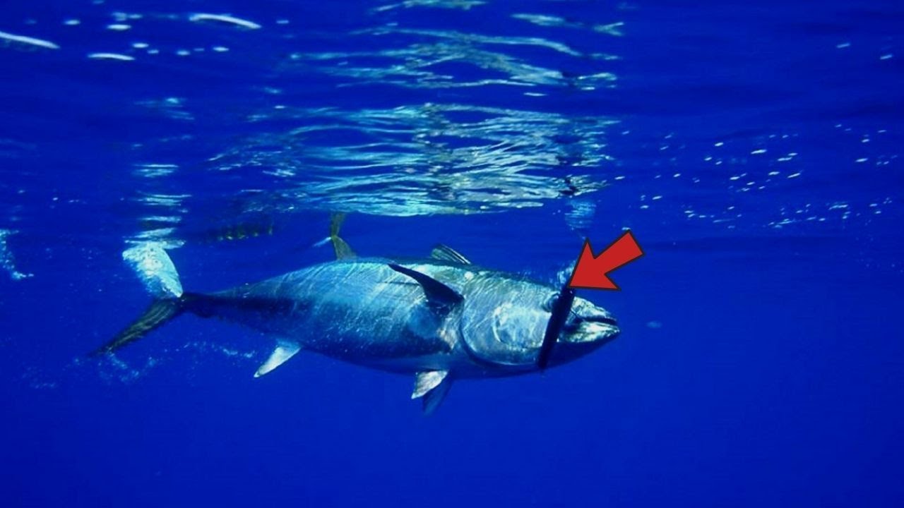 Fish trap for big fish (Big Tuna Fishing) Deep sea fishing - YouTube