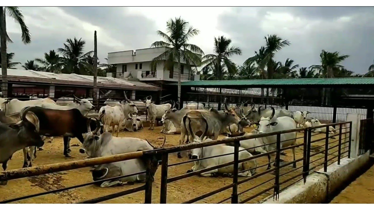 Biggest Desi Cow Farm In South India All Type Of Desi Cows Available biggest-desi-cow-farm-in-south-india-all-type-of-desi-cows-available