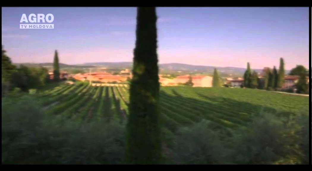 Italia - primul producător mondial de vin - YouTube