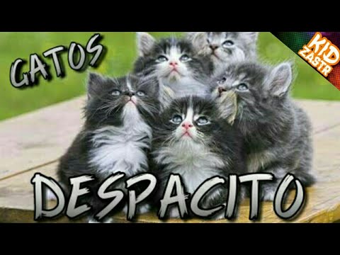 😺Gatos dançando DESPACITO