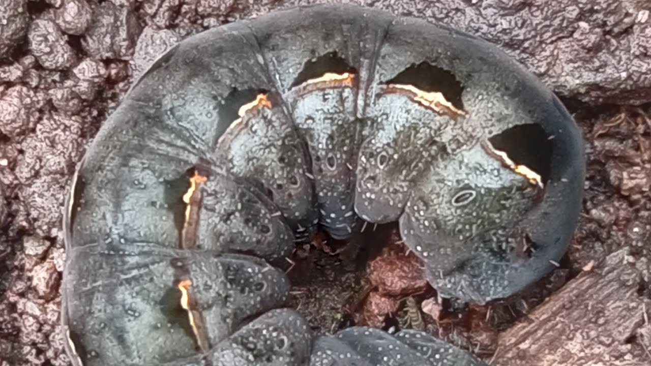 Si no vives con la bomba en tus espaldas, este tipo de insectos te ...