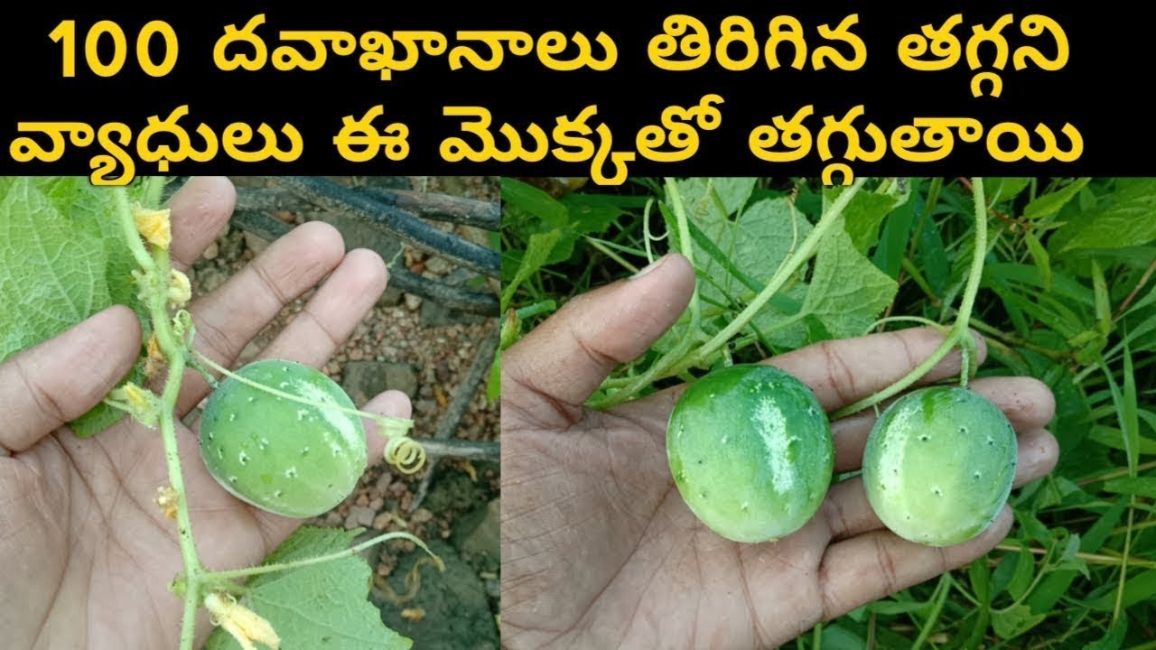to reduce all health problems with this tree || Adavi Dosakaya Benefits ...