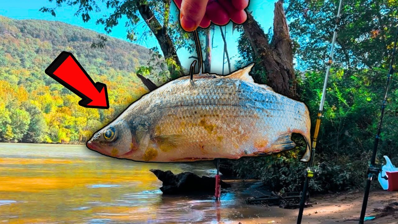 Big Fish ROAM THIS SANDBAR!!! (Bank Fishing) - YouTube