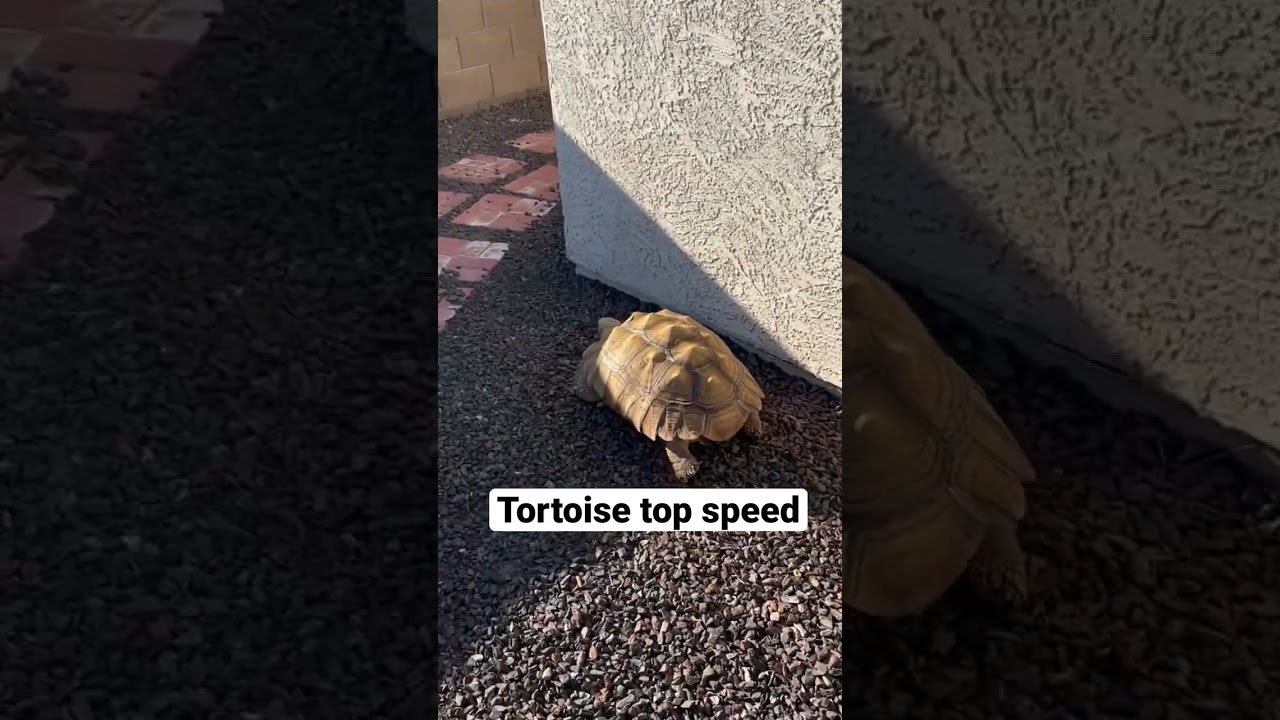 Tortoise top speed - YouTube
