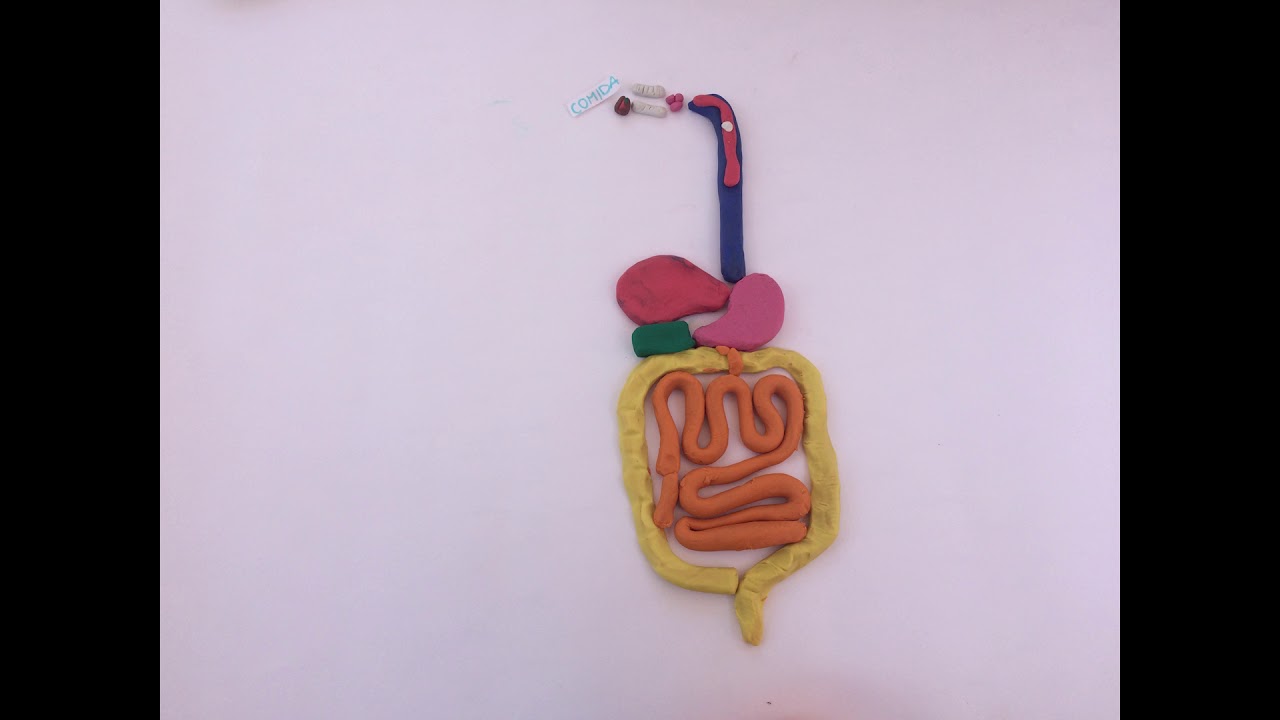 SISTEMA DIGESTIVO STOP MOTION - YouTube