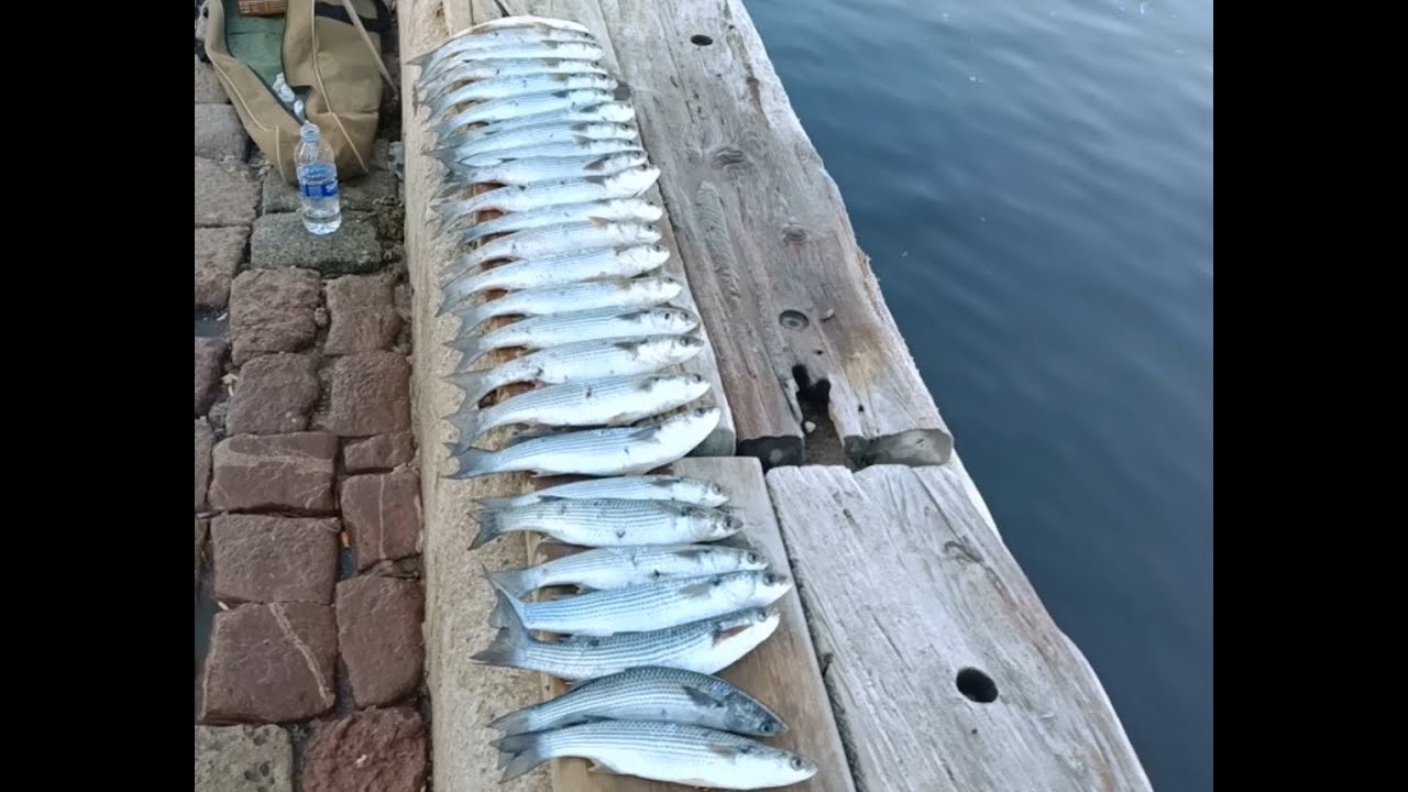 KEFAL NASIL YAKALANIR /KEFAL AVI / KEFAL AVLAMA - YouTube