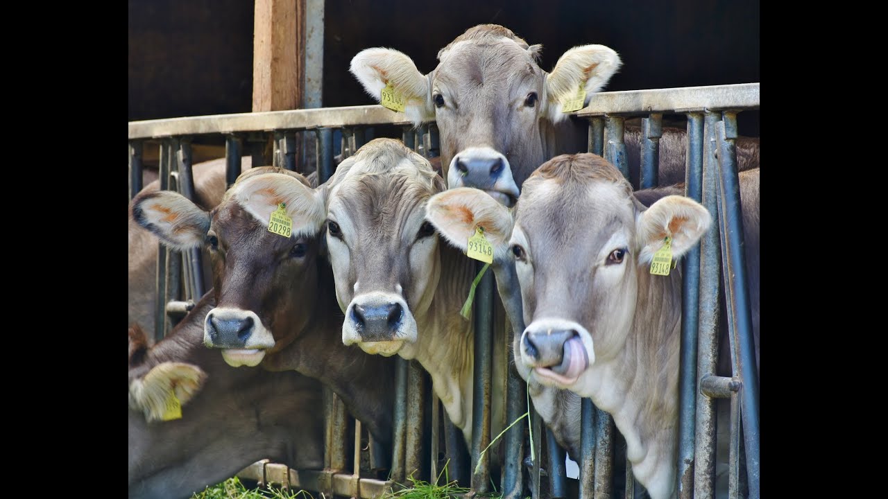 Animal Sounds Real - Cow Mooing on a Home Farm in One of The Countries ...