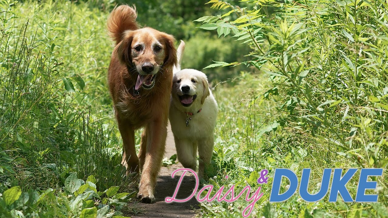 Golden Retriever Puppy Trail Walk - Daisy + Duke Days 42-47 - YouTube