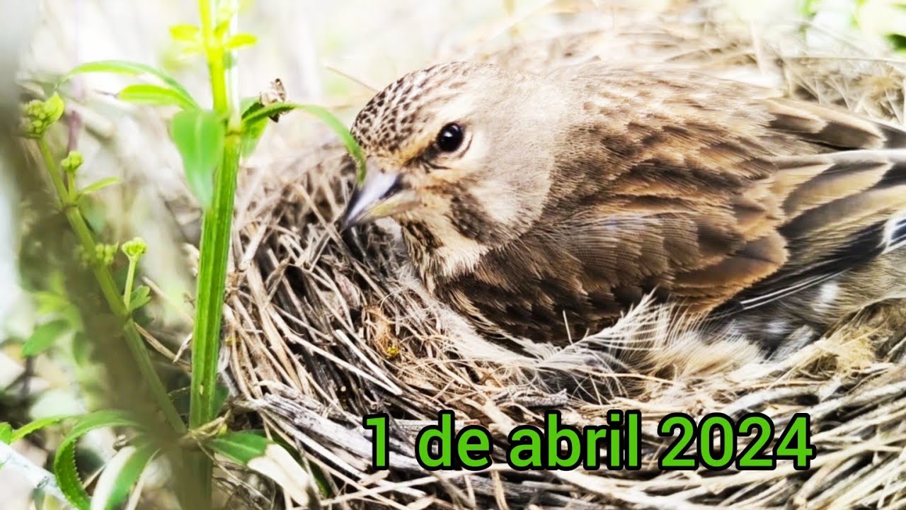 nido de pájaros "pardillo común" Linnet nest nature documentary - YouTube