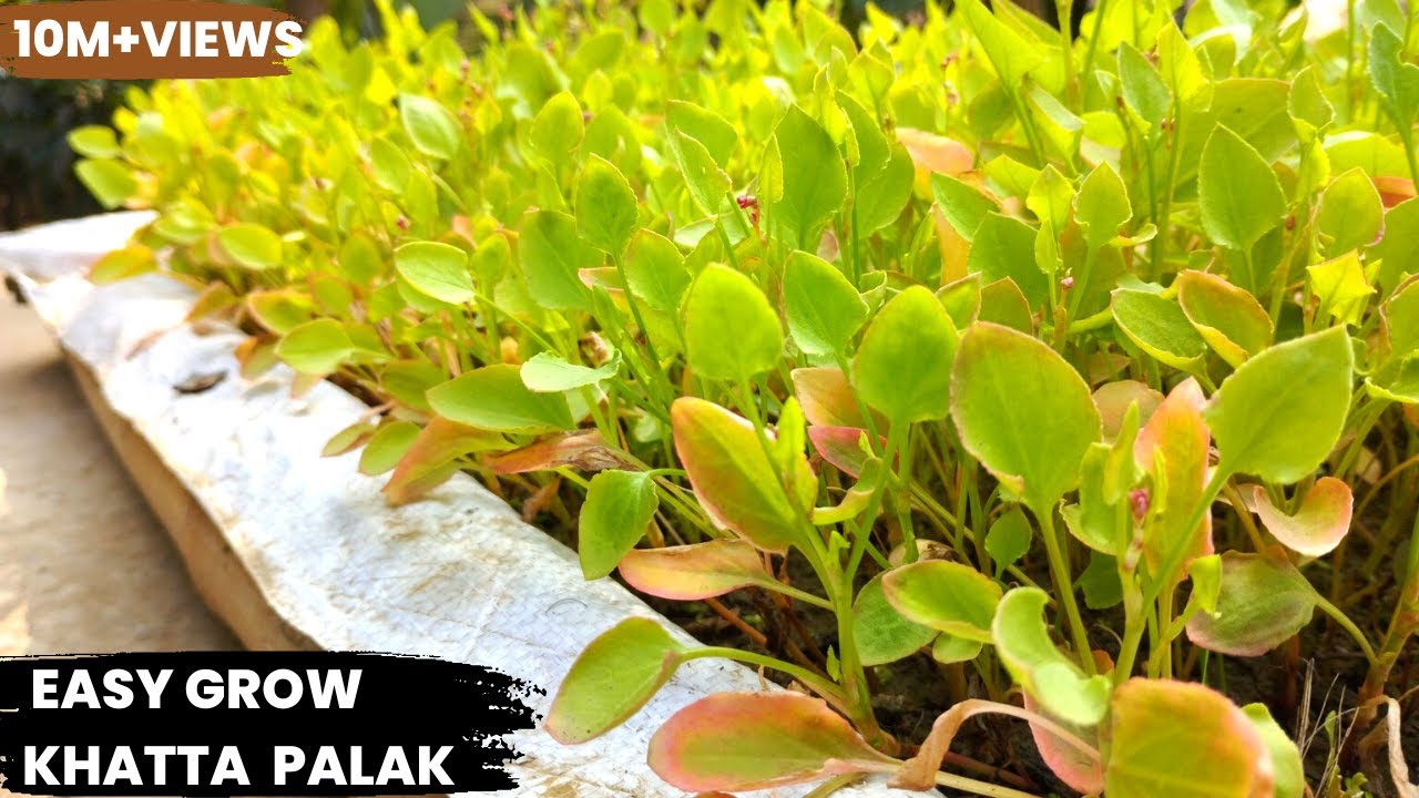 खट्टा पालक कैसे उगाएं, chukka Kura easy growing, how to grow chukka ...