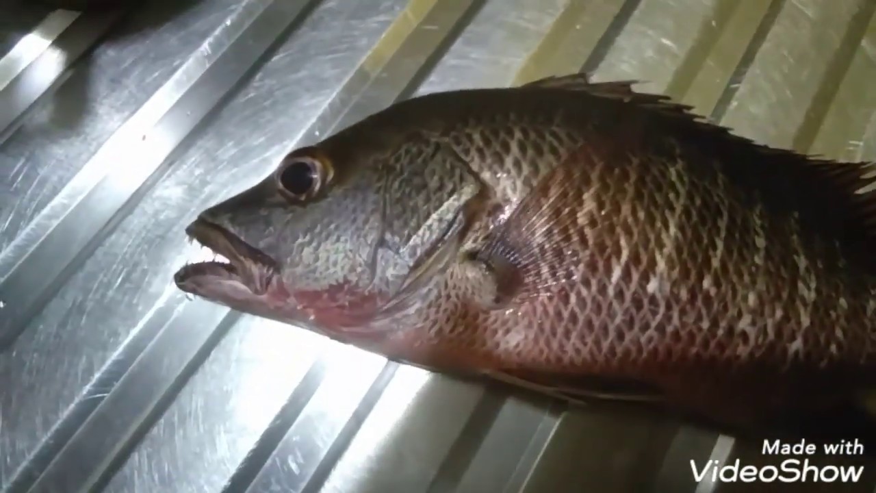 Dapat Ikan MJ lg Guys Di kg.luadi sebelum solat jumaat - YouTube