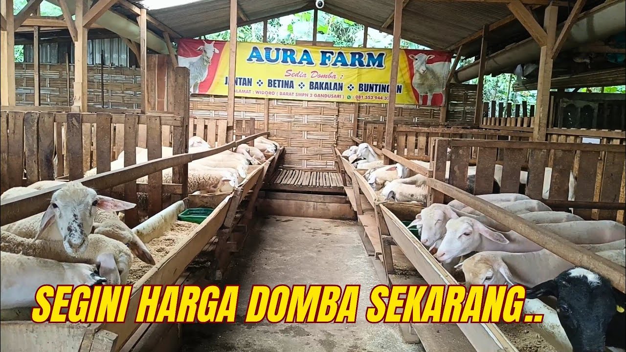 MASIH MURAH? SEGINI HARGA DOMBA TERBARU di AURA FARM ️‍🔥 ️‍🔥 - YouTube