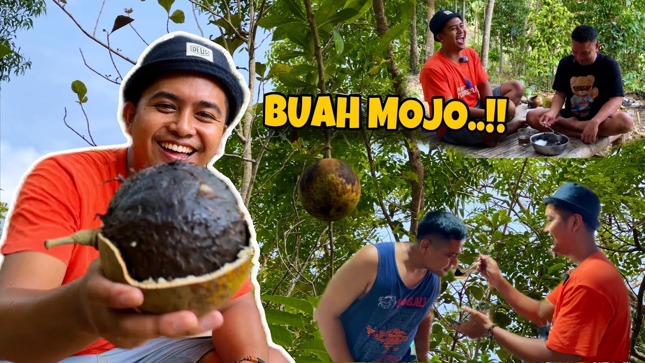 PERTAMA KALI MAKAN BUAH MOJO TERNYATA RASANYA DI LUAR EXSPEKTASI..‼️🤣 ...