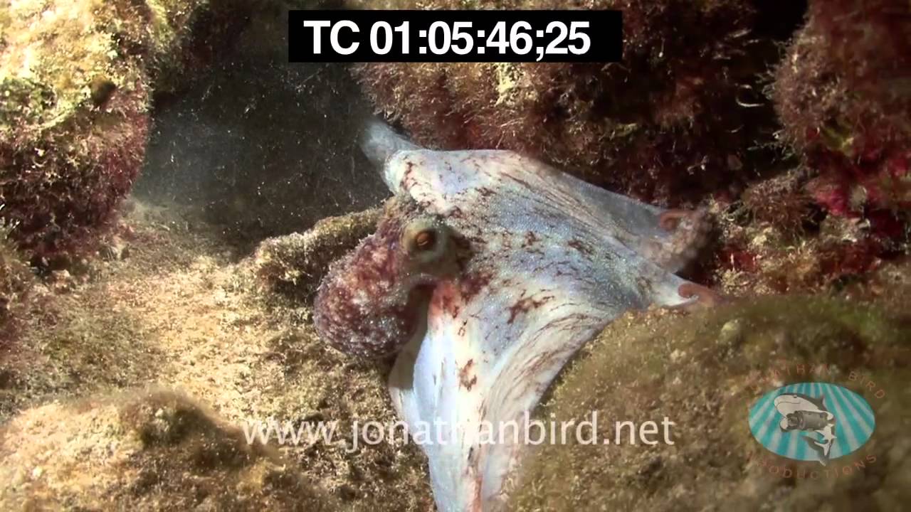 Octopus feeding and hunting underwater stock video footage 1 - YouTube