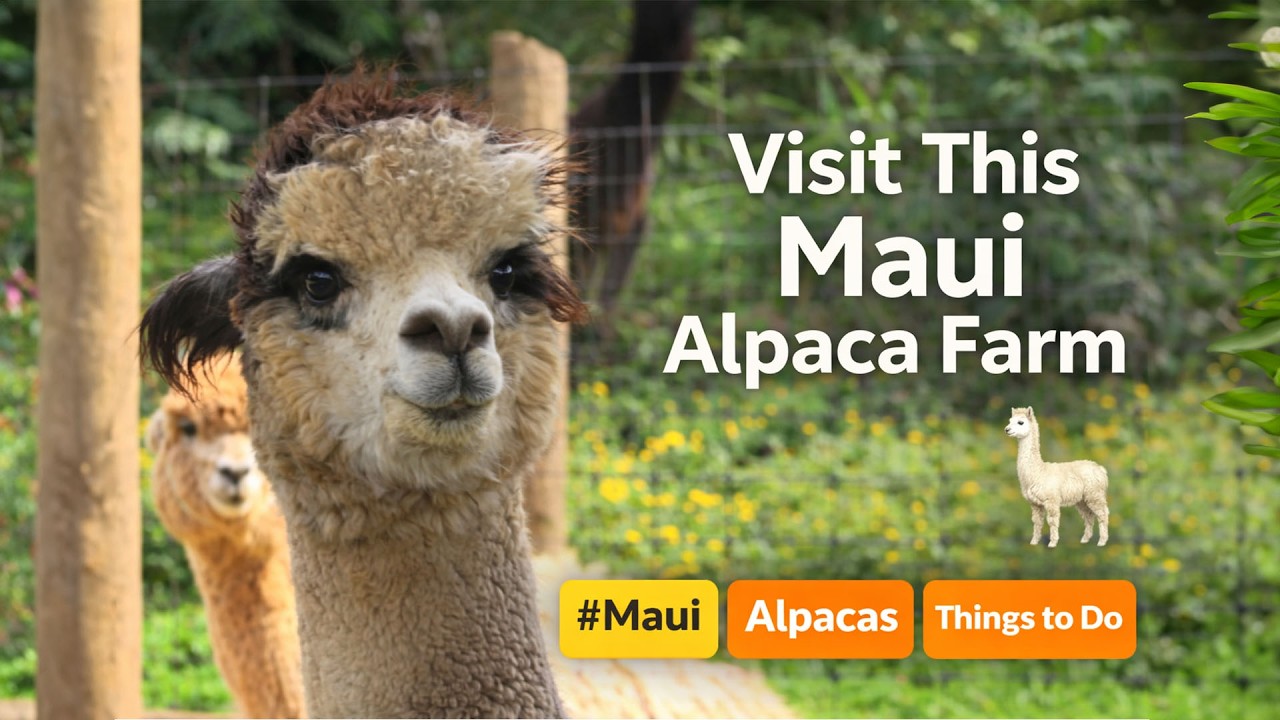 MAUI ALPACA - Come and Visit this beautiful 8 acre Alpaca Farm Estate ...