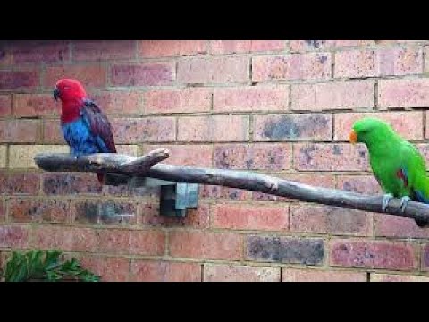 RAINBOW JUNGLE BIRD SANCTUARY KALBARRI - YouTube