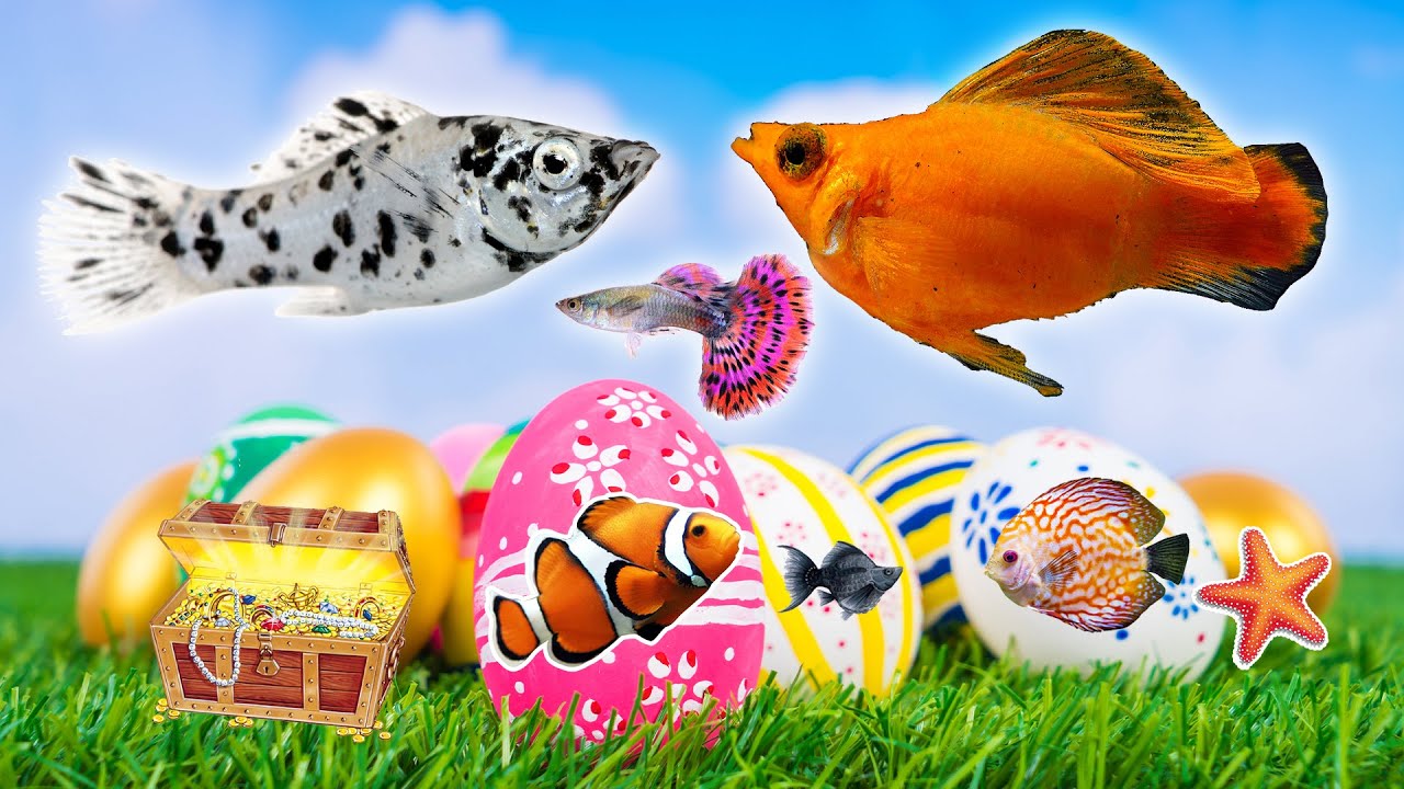 Colorful surprise eggs, lobster, snake, cichlid, betta fish, turtle ...