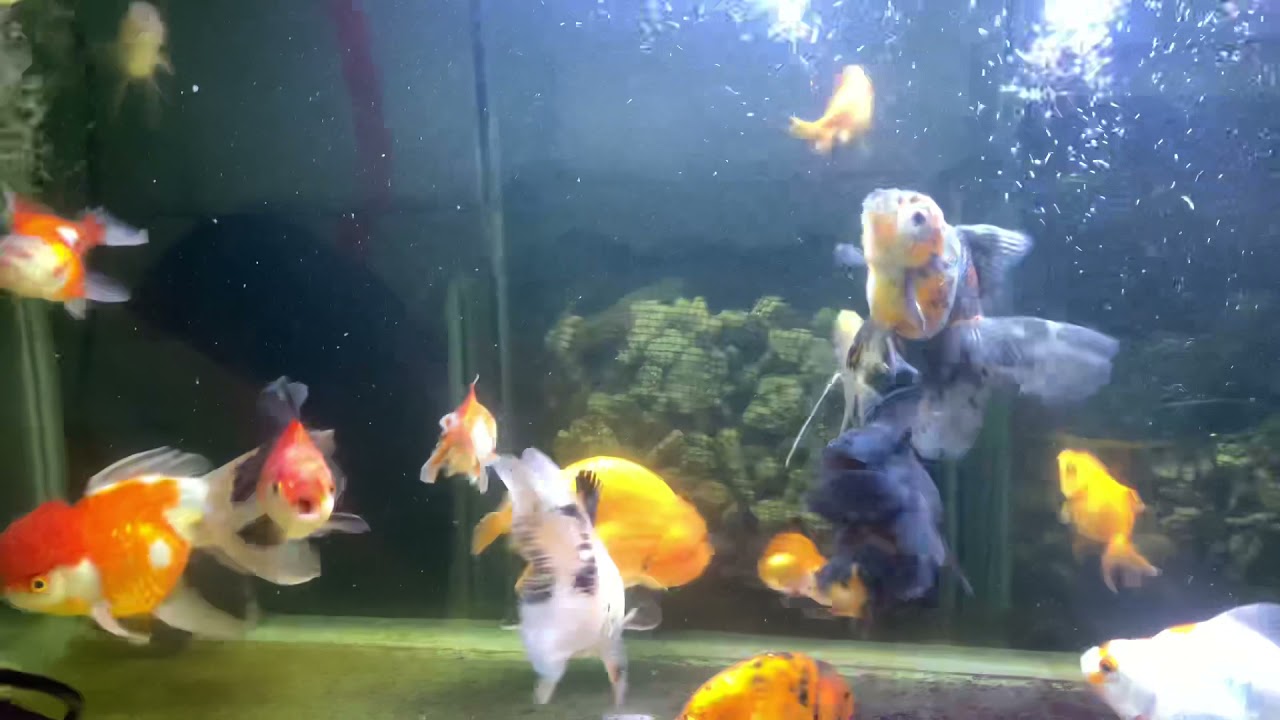 Koki oranda butterfly - YouTube
