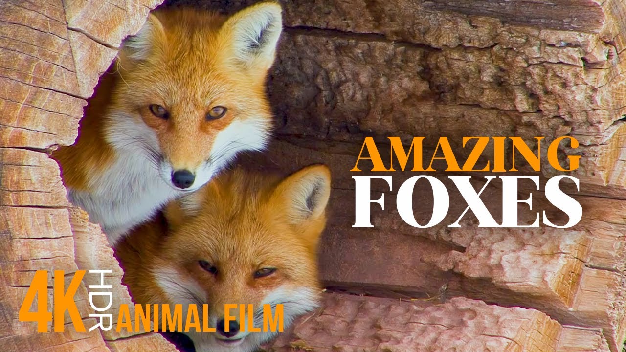 Life Of A Fox: Fox Life Cycle Explained – YXCKKF