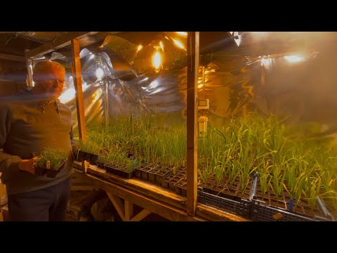Growing Chambers for Onions and Leeks - YouTube