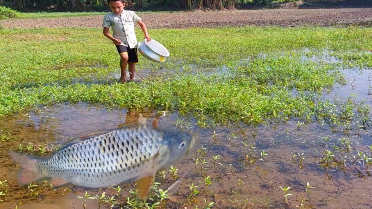 Amazing Hand Fishing 2022🐬Traditional Boy Big Fishing By Hand in The ...