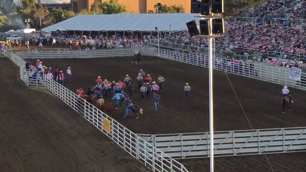 California Salinas Rodeo - Industrial Calf Dressing 2017 - YouTube