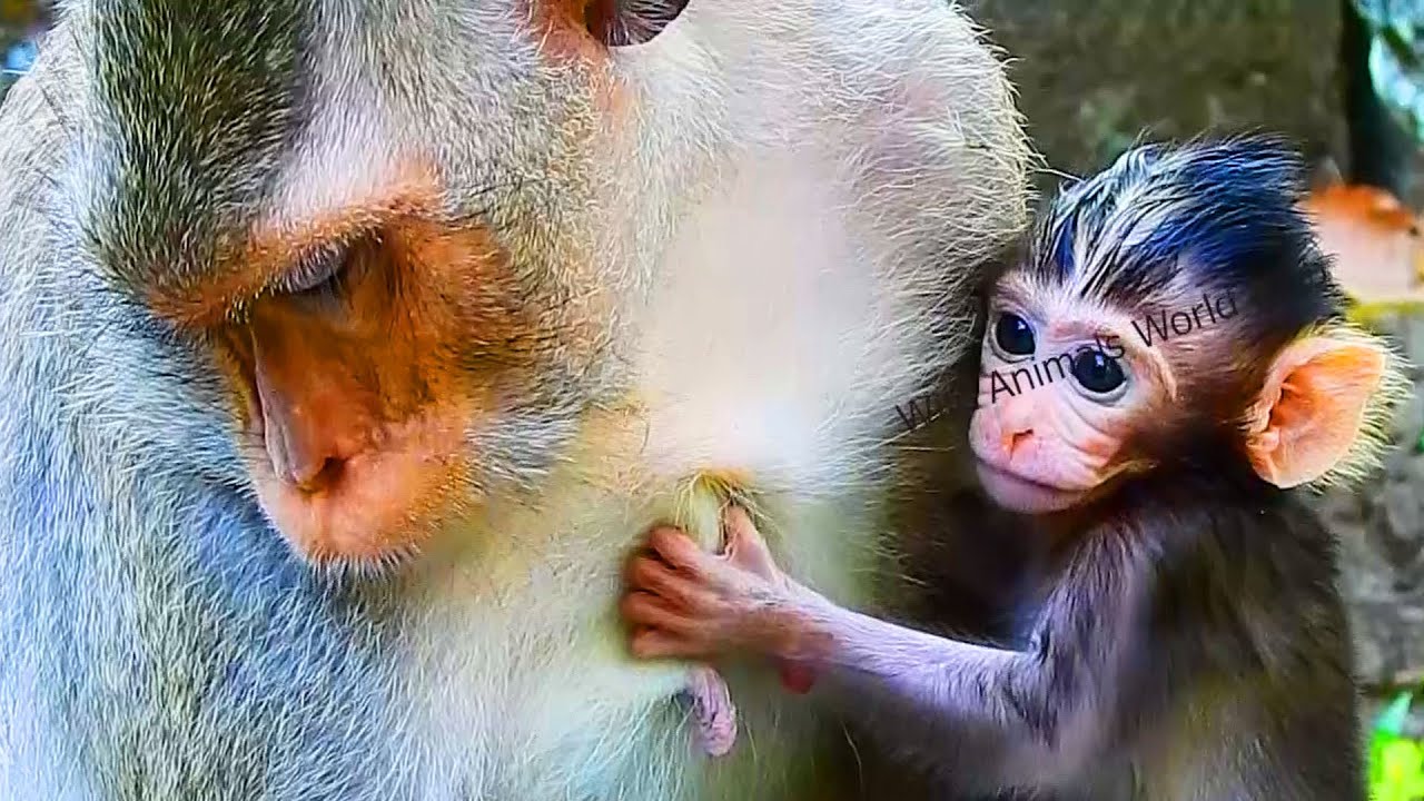 VERY ADORABLE BABY VIXEN TRYING GET MILK VERY FAST WITH MOMMA - YouTube