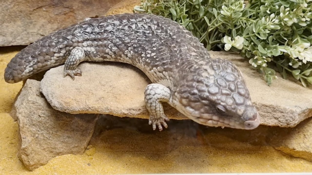 I grew up playing with the Bobtail Lizard. They are awesome creatures ...