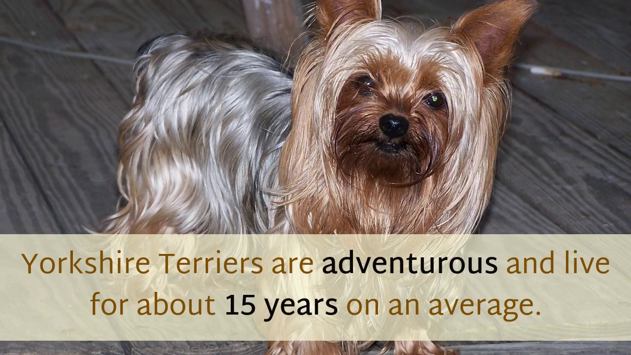 Yorkshire Terrier Interesting Facts