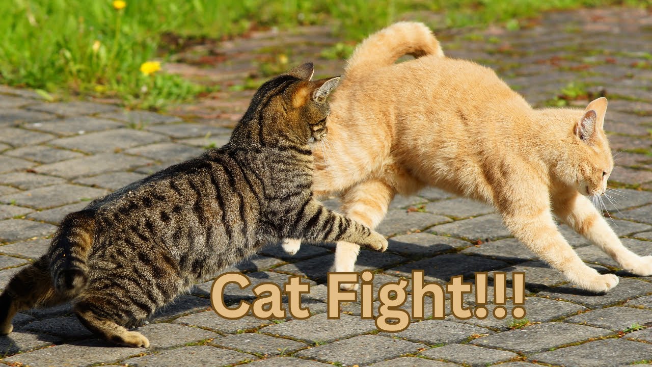 Cat Fight! "Cat Battle on the 5 Acres! Grimmie's Standoff with the Red ...