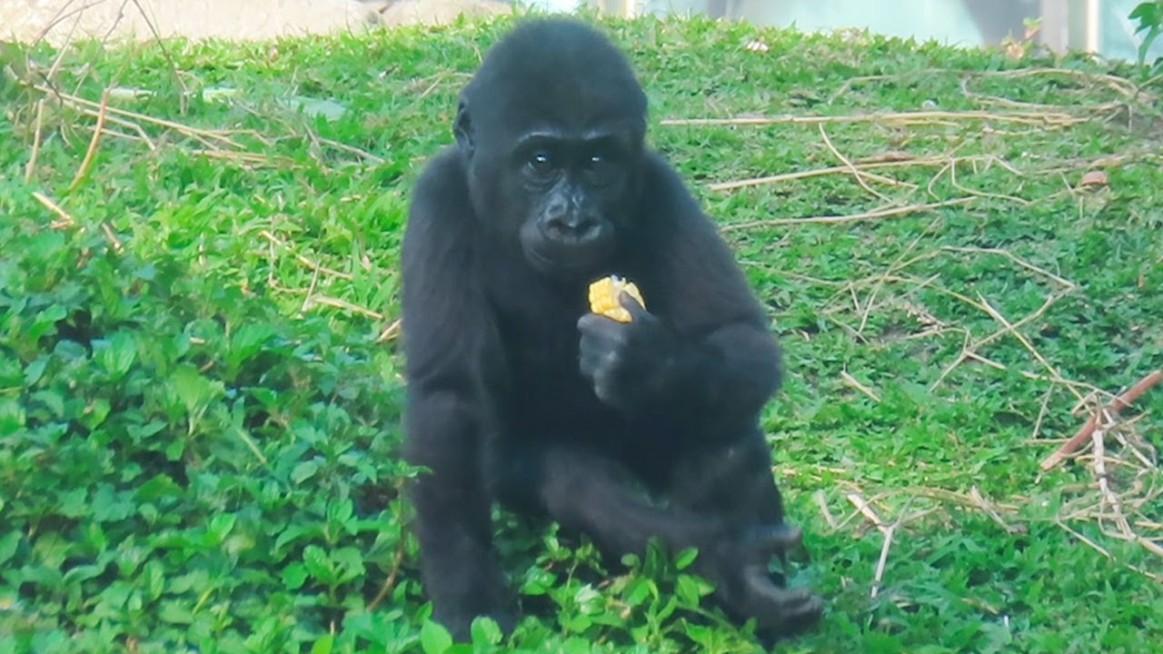 小金剛Jabali與Ringo吃核桃與玉米 Baby gorilla Jabali and Ringo eat walnut and corn ...