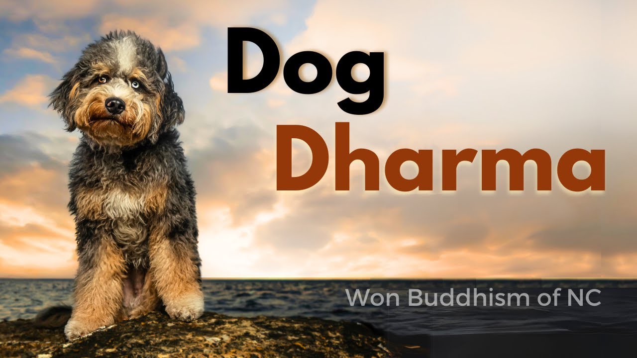 Dog Dharma (09/15/24, Sunday) - YouTube