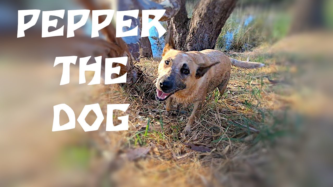 Pepper the Dog 147 (4K) - YouTube