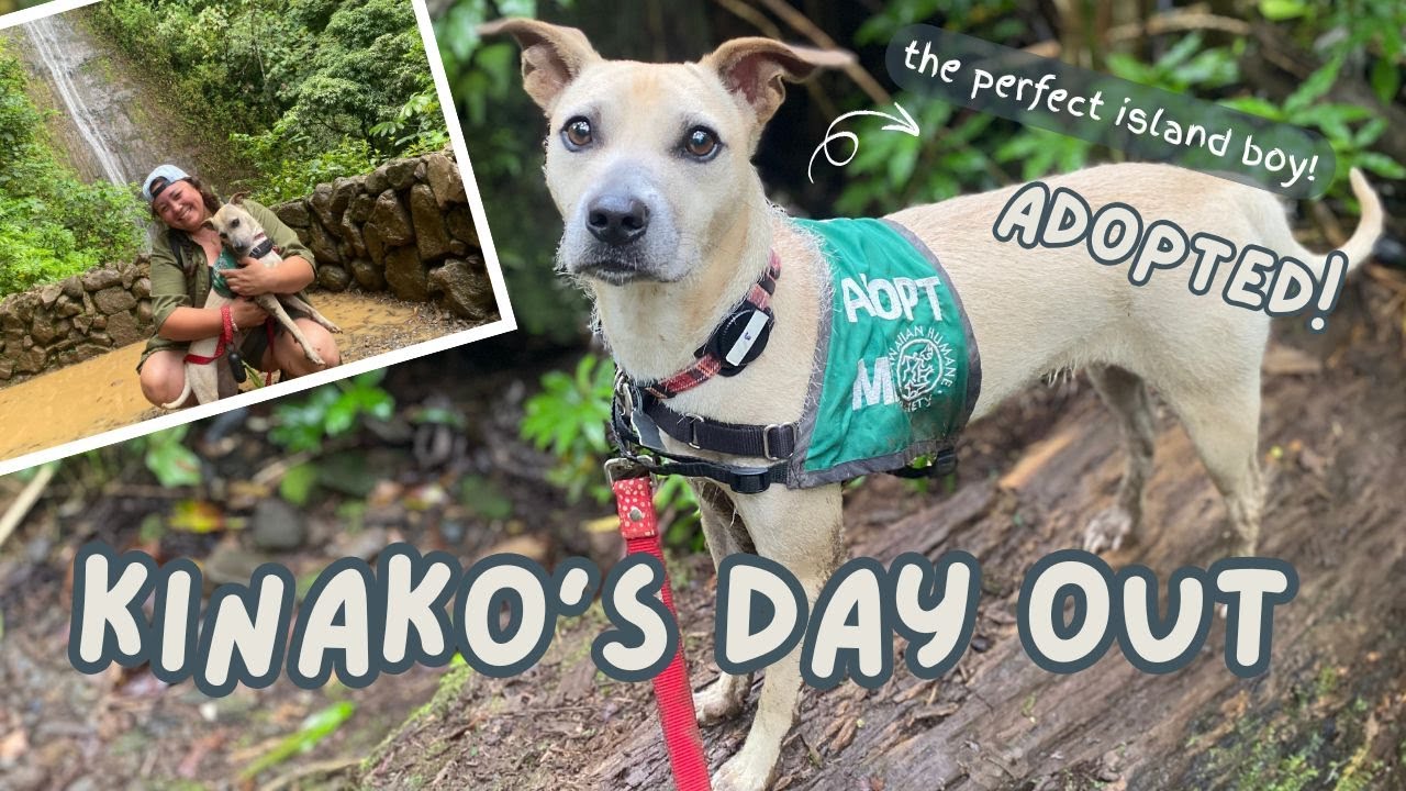 Taking a Shelter Dog Out: Manoa Falls-Oahu, Hawaii - YouTube