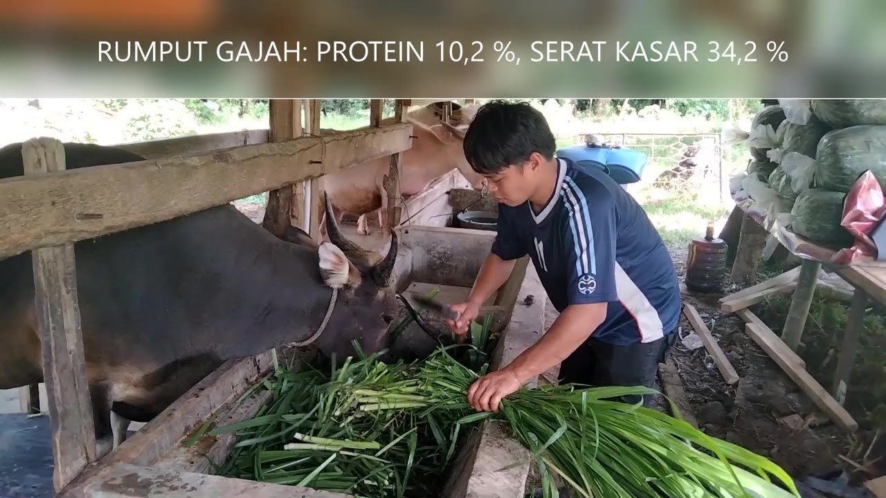 Lahan Rumput Gajah, Bank Pakan Terbaik Untuk Penggemukan Sapi - YouTube