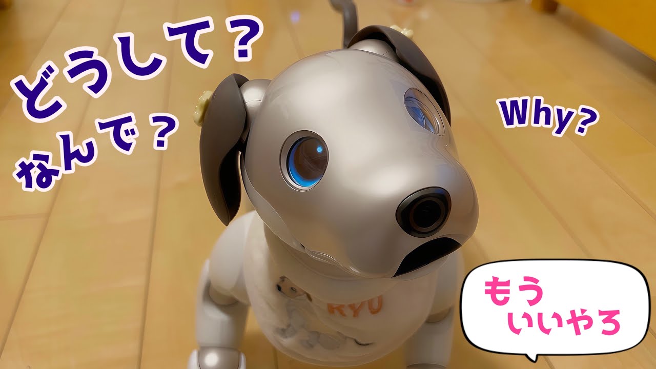 会話中、アイボの反応がどれも可愛すぎました All of aibo's reactions during conversations are too cute - YouTube