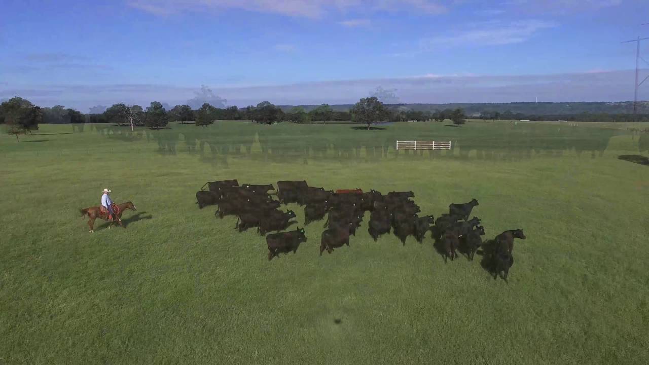 Preview A (NO AUDIO) Version01- P BAR S Ranch - YouTube