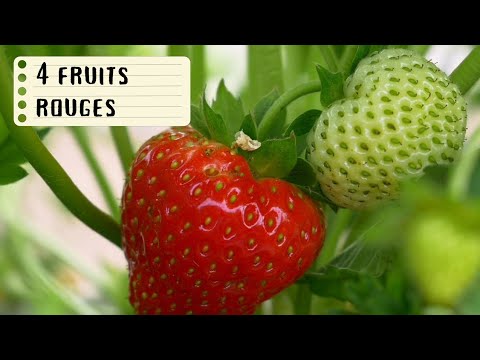 4 fruits rouges 🍓🍒 - YouTube