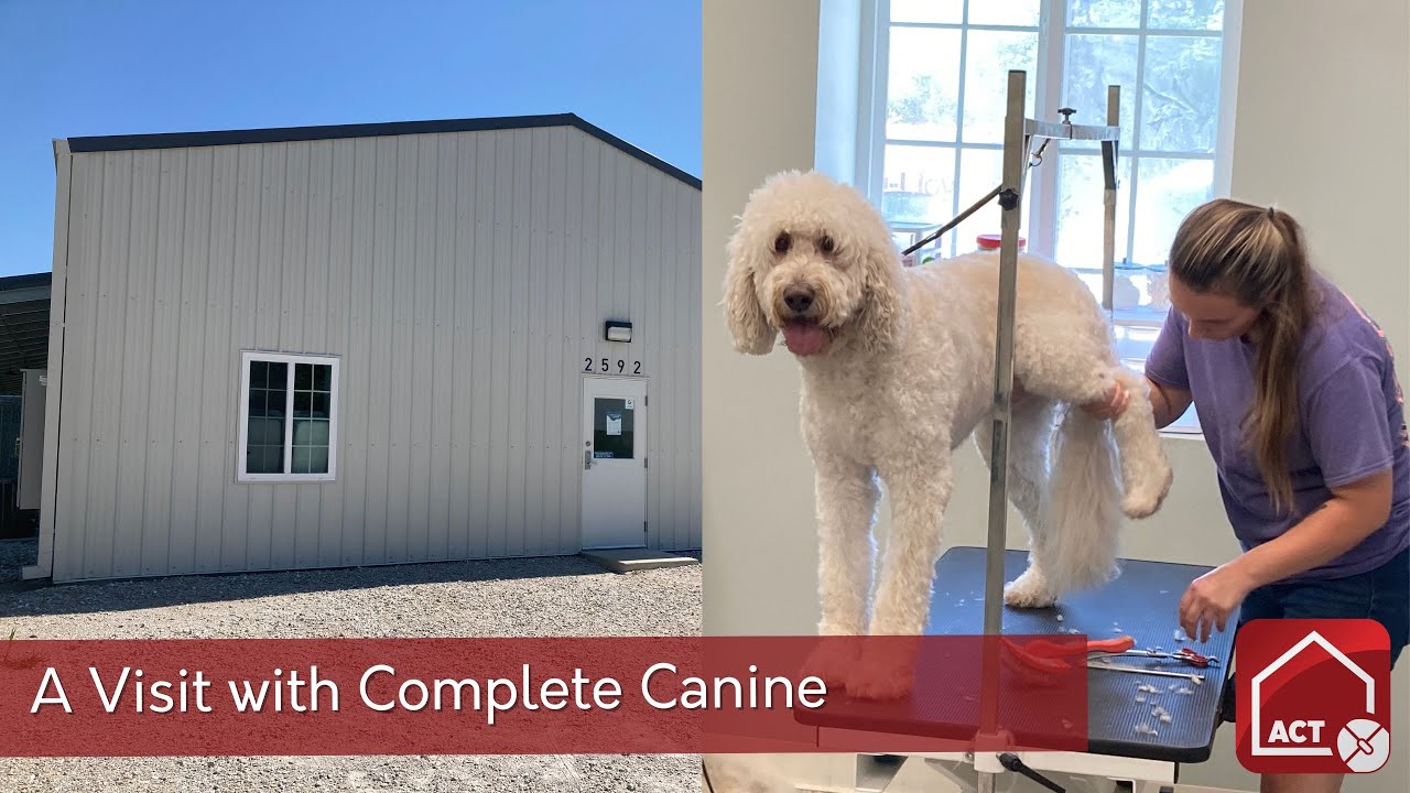 A Visit with Dan at Complete Canine - YouTube