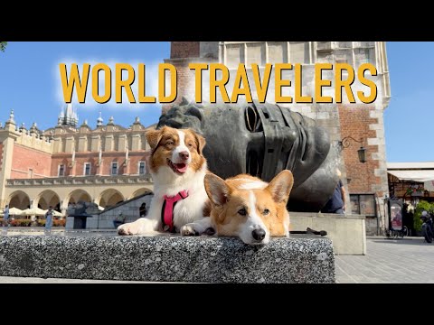 TAKING MY DOGS ON VACATION - Topi the Corgi