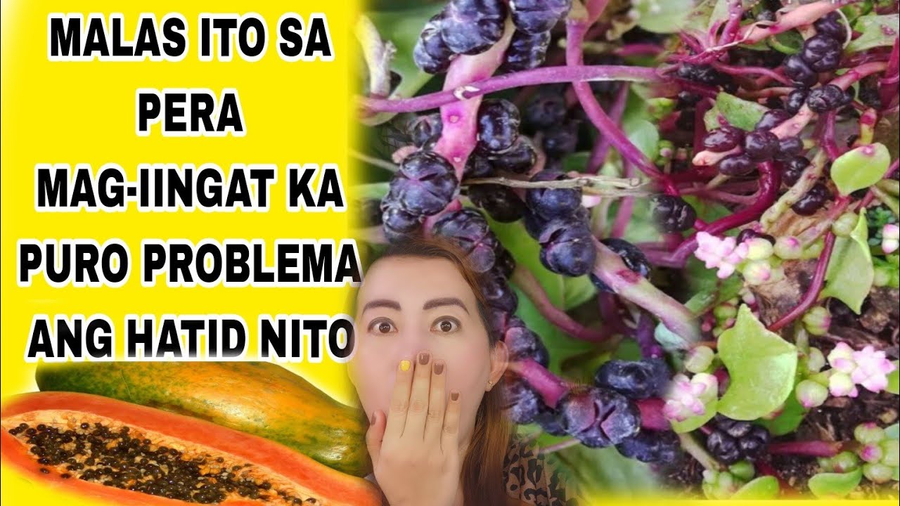 MALAS ITO SA PERA PURO PROBLEMA ANG HATID NITO-APPLE PAGUIO7 - YouTube