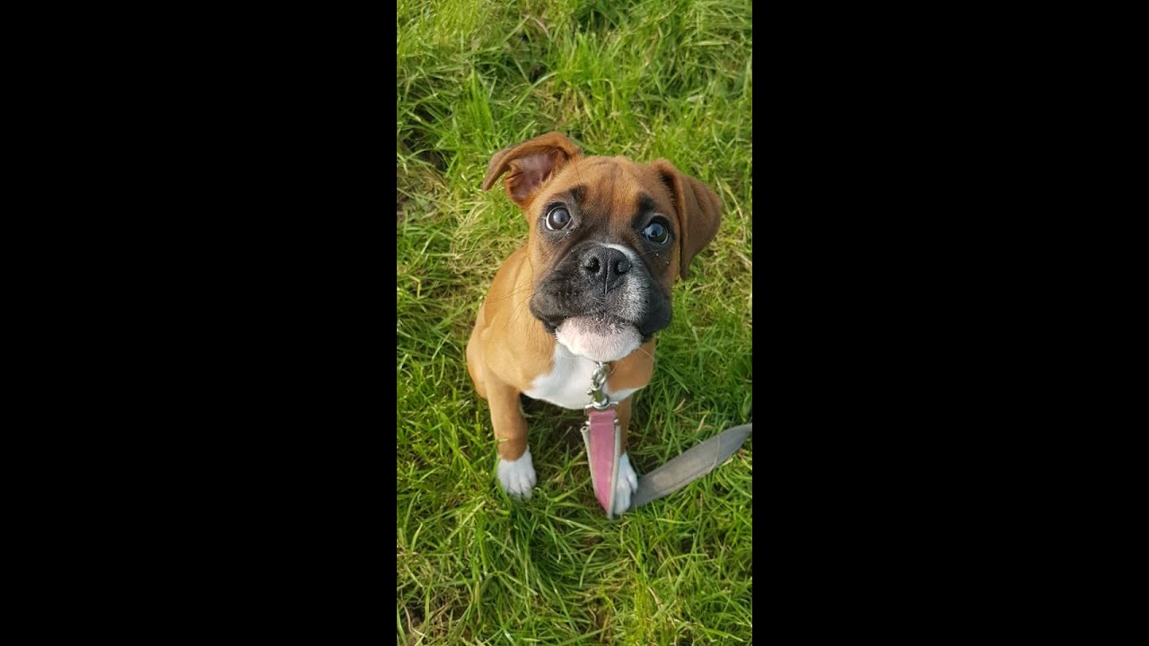 Ruby - Boxer Puppy - 4 Weeks Residential Dog Training - YouTube
