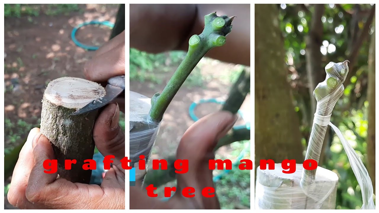 Simple Top working mango - YouTube