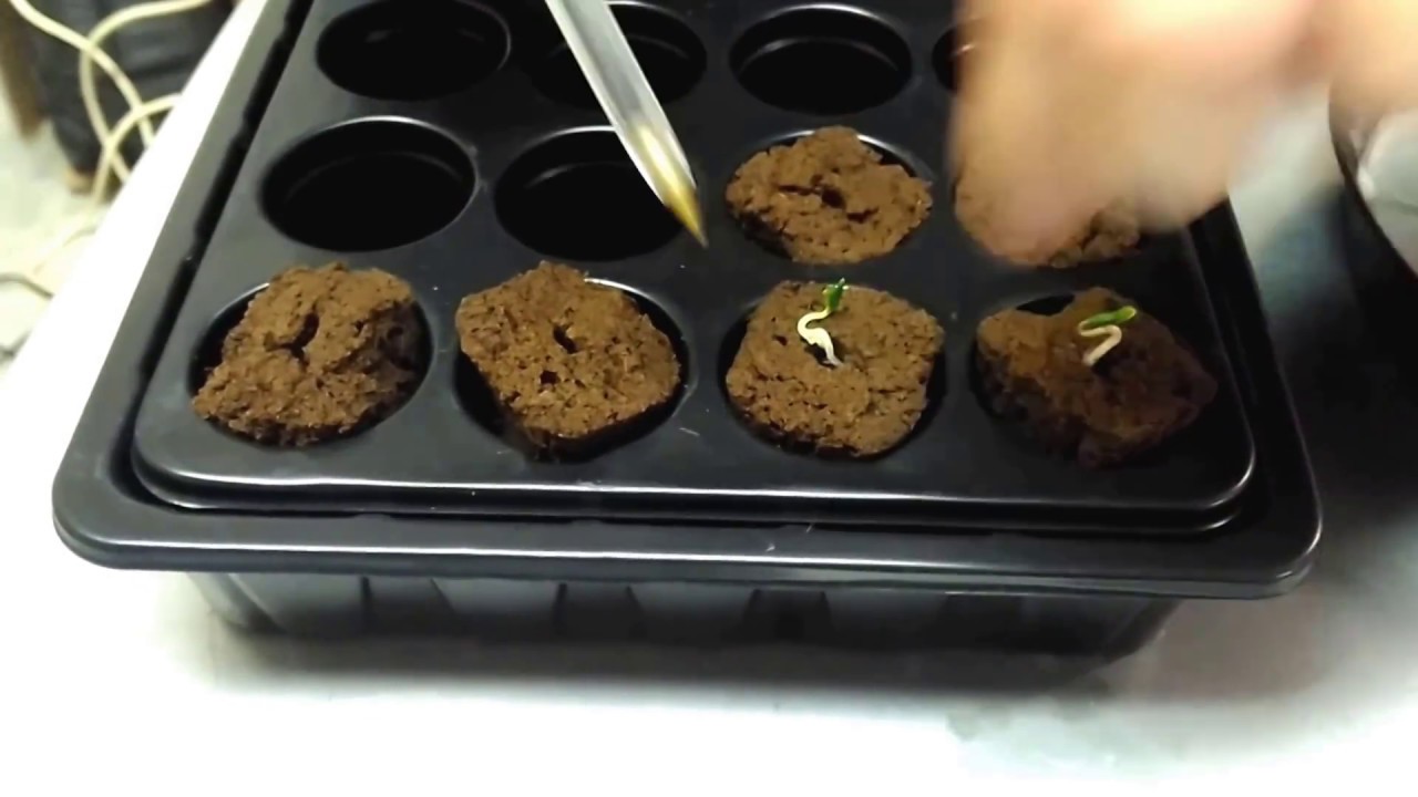 Germinated seeds into peat plugs for maximum success - YouTube
