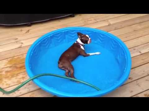 Boston terrier pool party! - YouTube