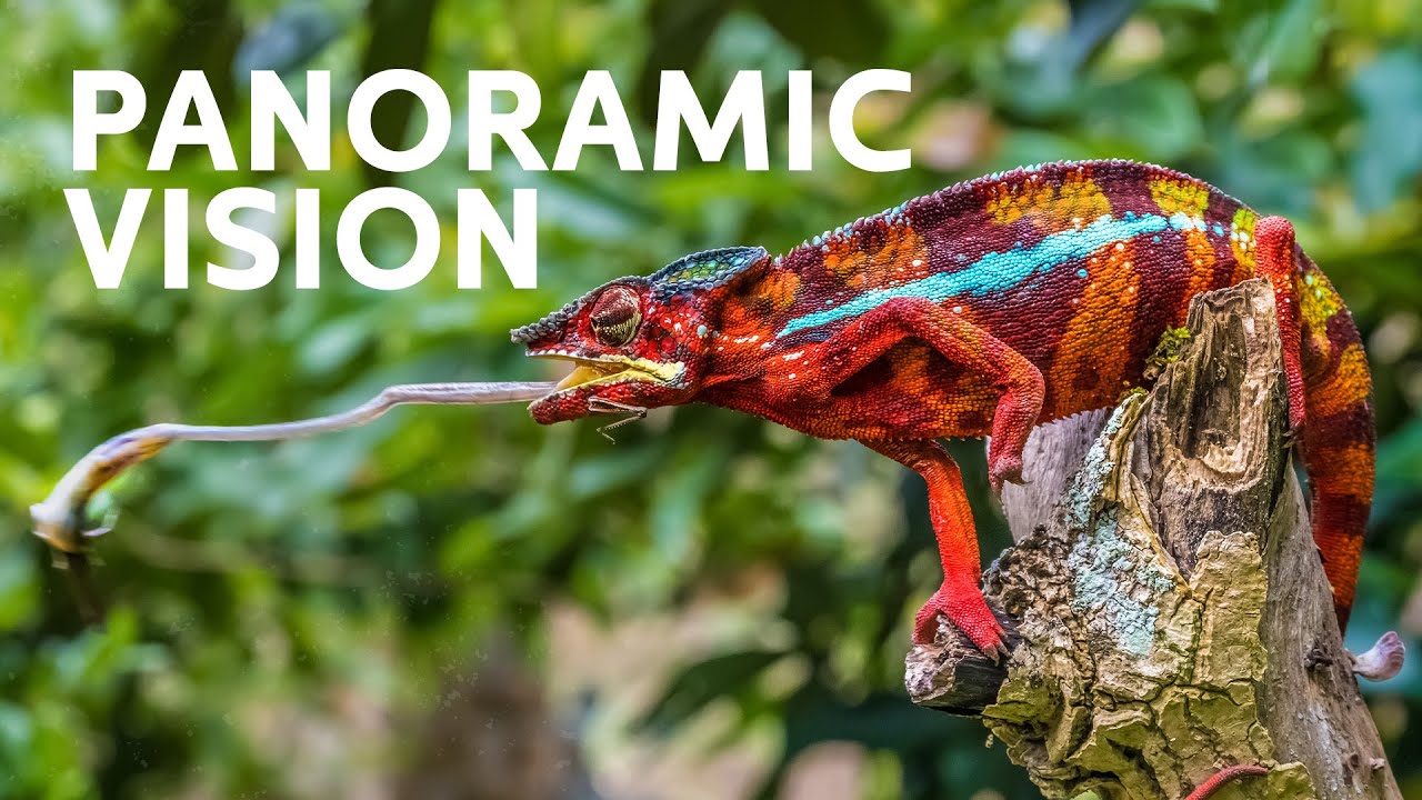 The Most Extreme Super Senses This Wonder Bird Flies Thousands Of