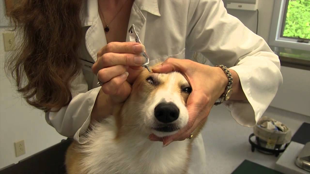 How to Apply Eye Medication - YouTube