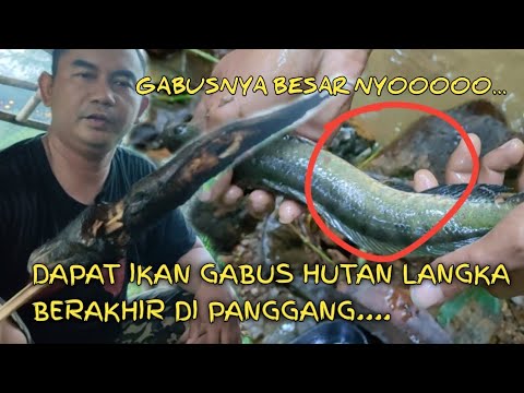 DAPAT IKAN GABUS LANGKA BESAR PENGHUNI HUTAN, BERAKHIR DI PANGGANGAN ...