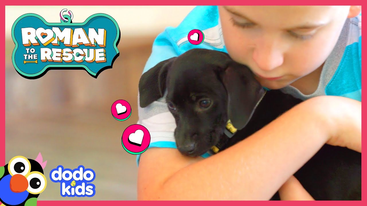 Roman + @Issac Ryan Brown Help Puppy Find A Home | Roman To The Rescue ...
